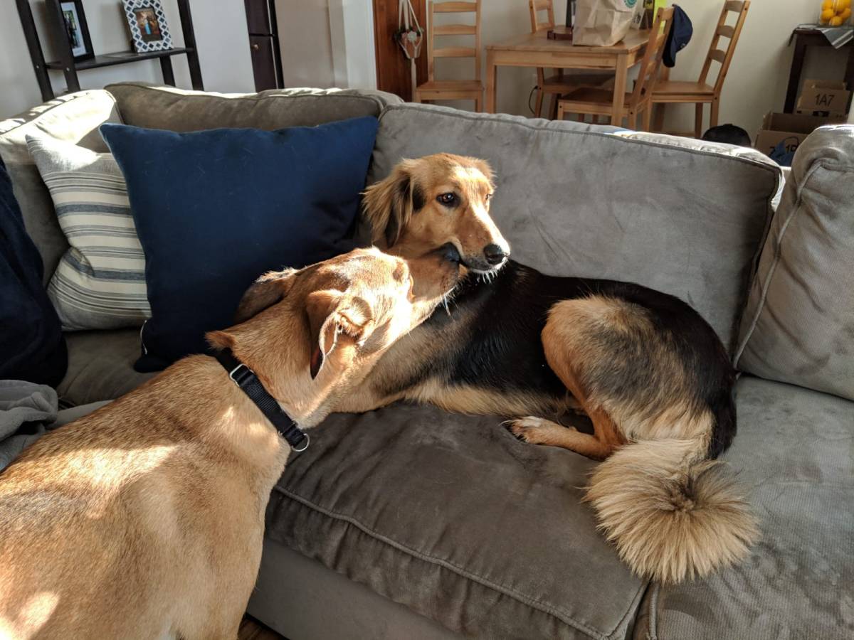 Blog – One Planet Rescue