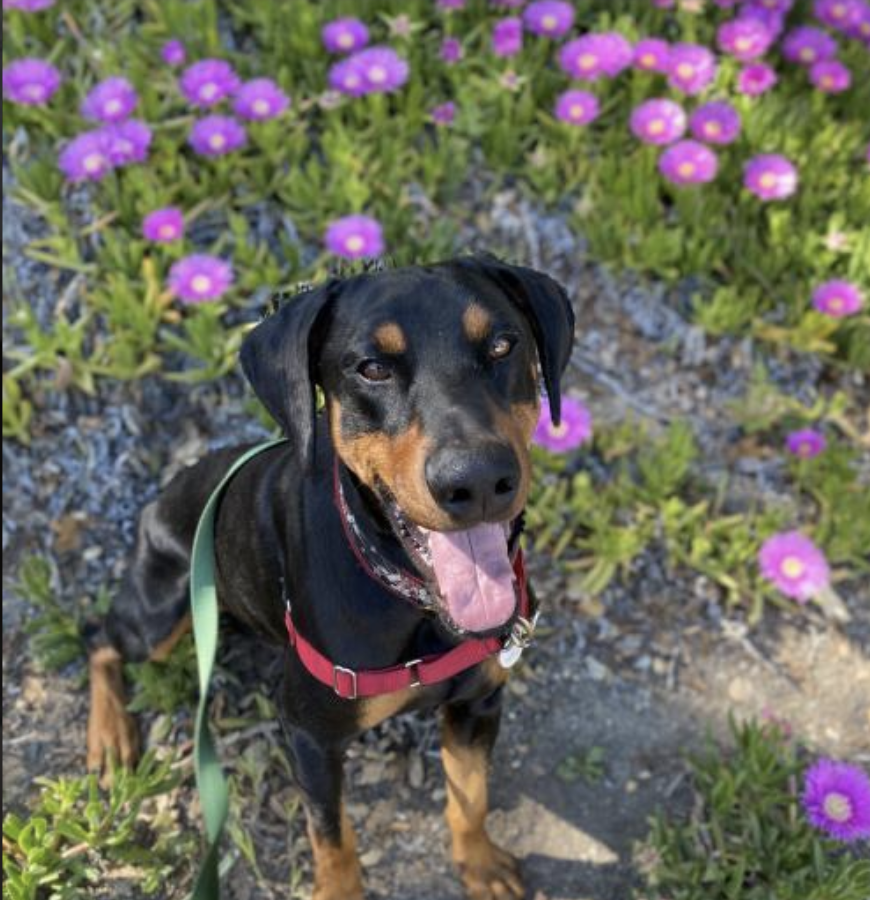 Rusty – One Planet Rescue