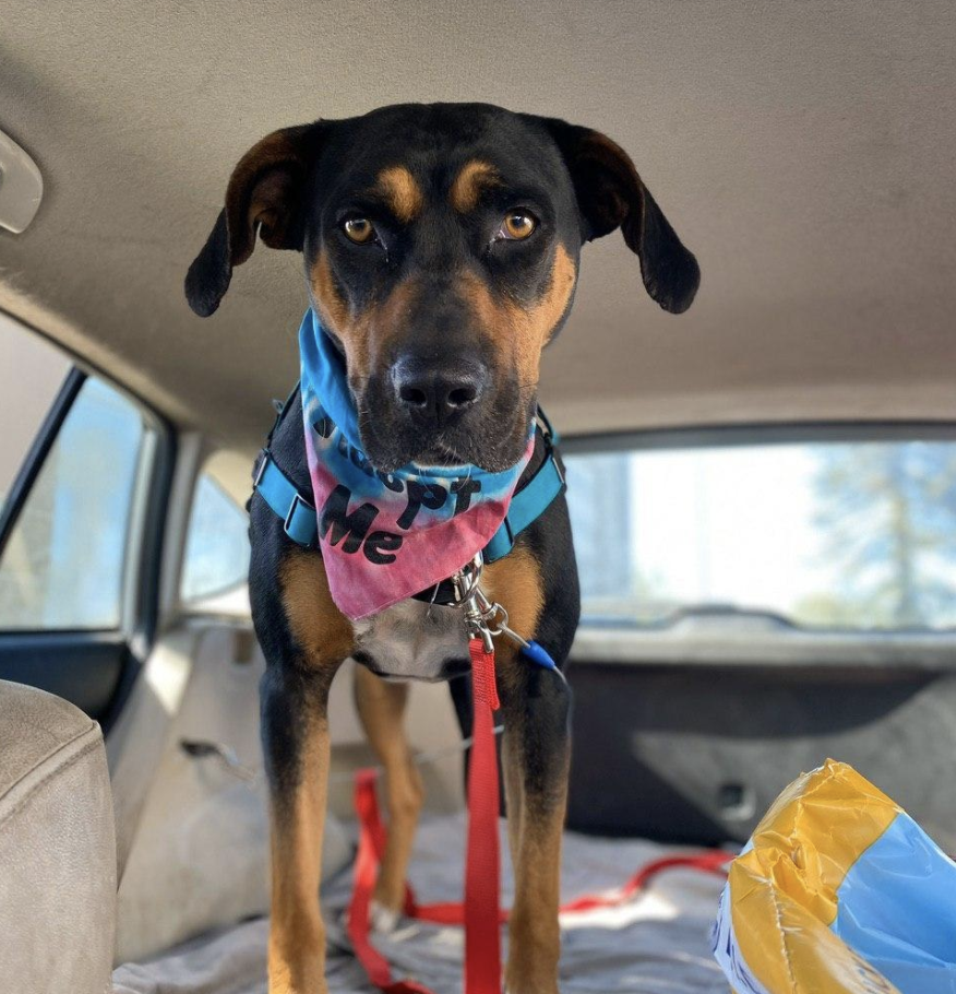 Houla – One Planet Rescue