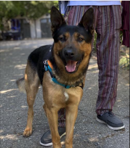 Casper – One Planet Rescue