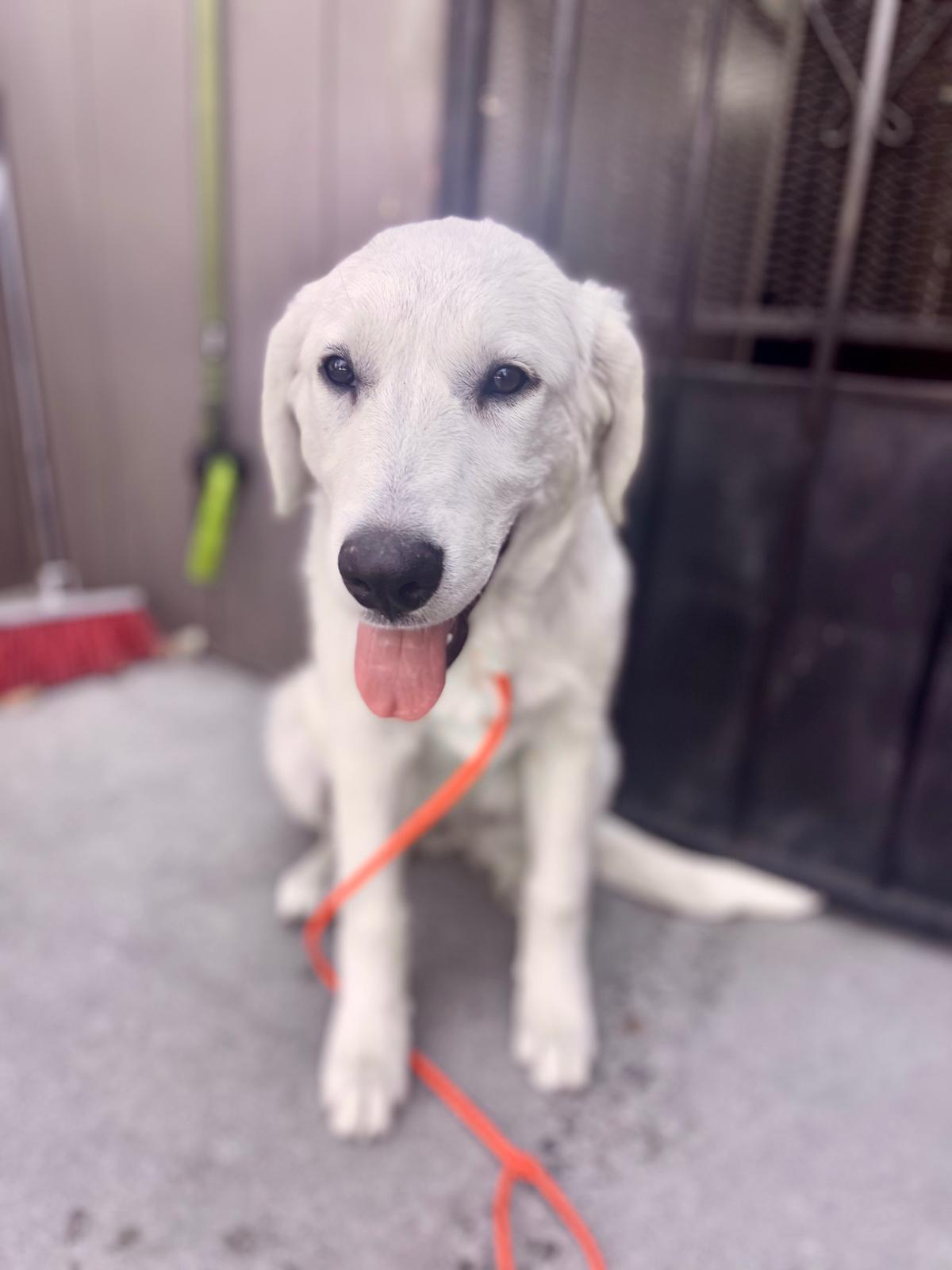 Daisy – One Planet Rescue