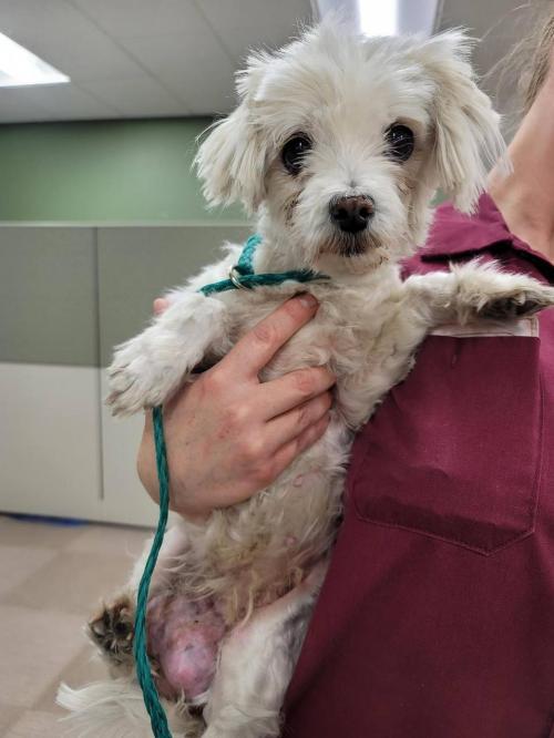 Sweetie – One Planet Rescue