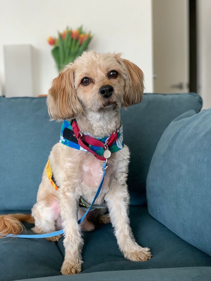 Lucky – One Planet Rescue