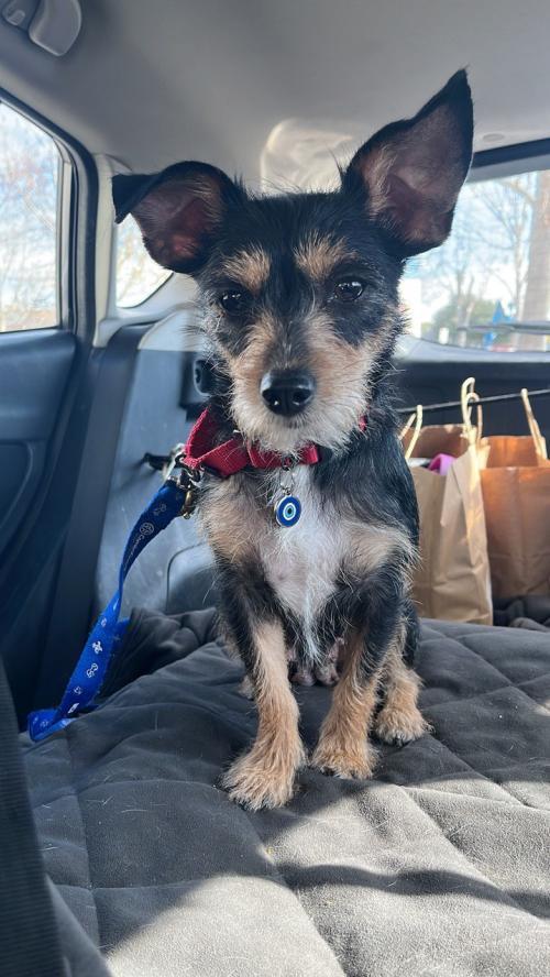 Sophie – One Planet Rescue