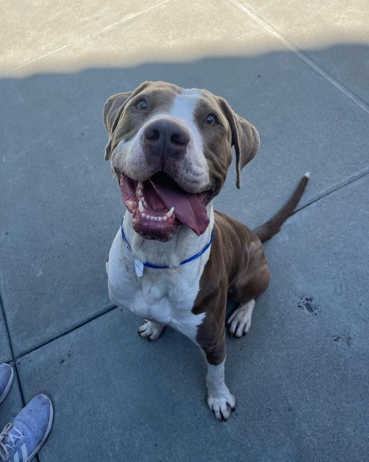 Brawny – One Planet Rescue