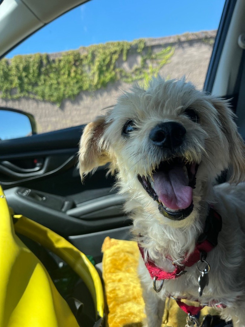 Spanky – One Planet Rescue