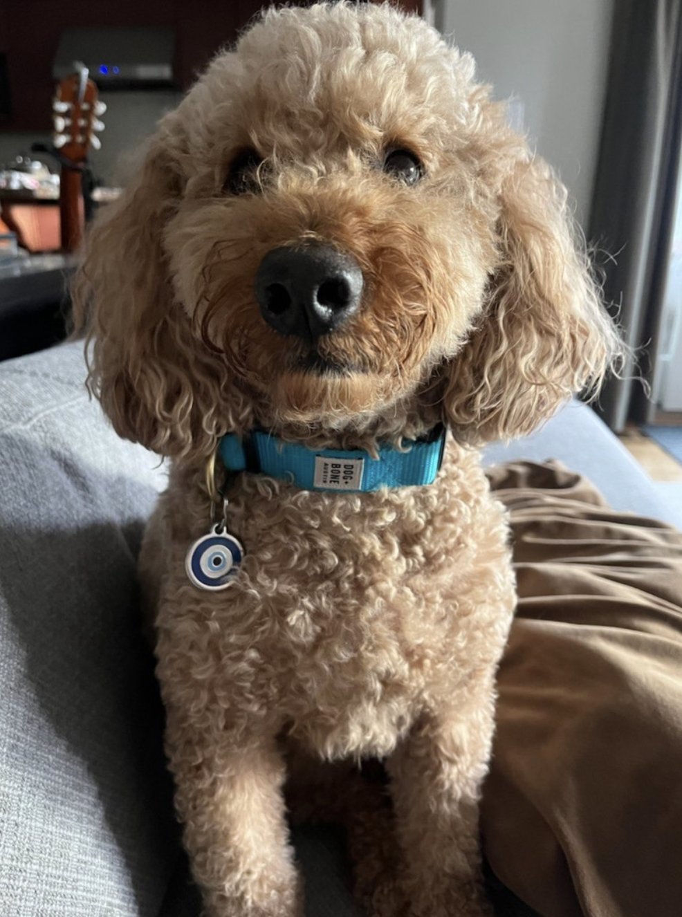 Otis – One Planet Rescue