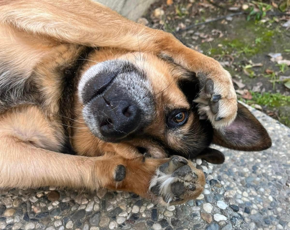 Please Donate!! – One Planet Rescue