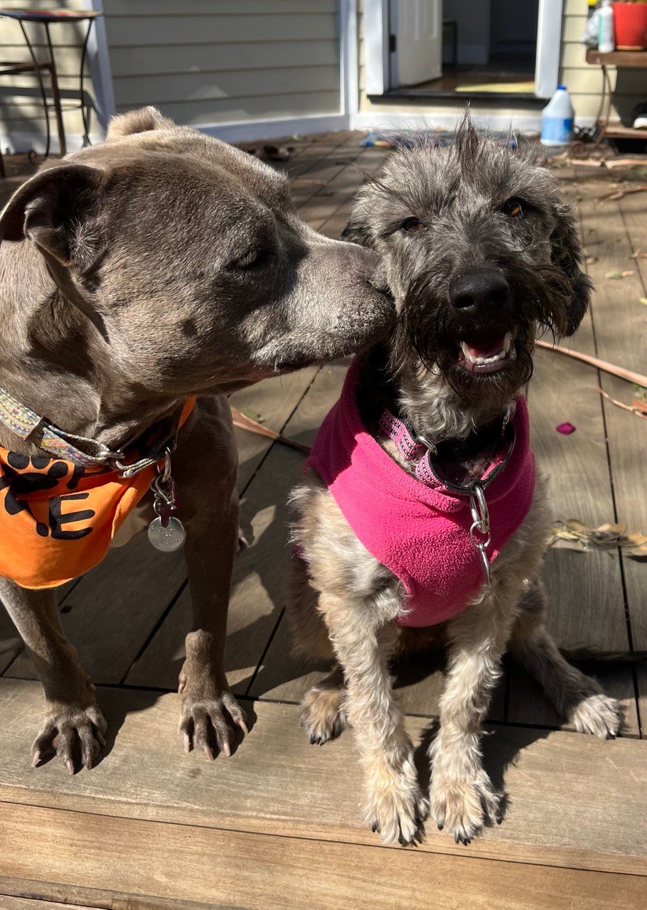 Juniper – One Planet Rescue