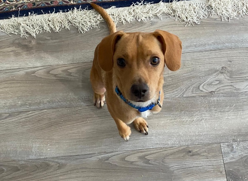 One Planet Rescue – One Planet | One Goal | One Rescue At A Time