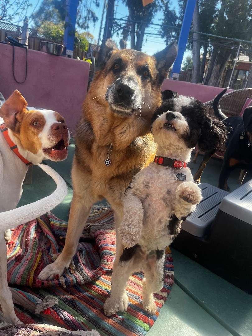 Rocky – One Planet Rescue