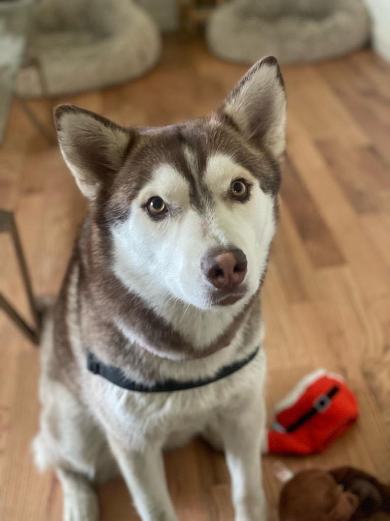 Noel – One Planet Rescue