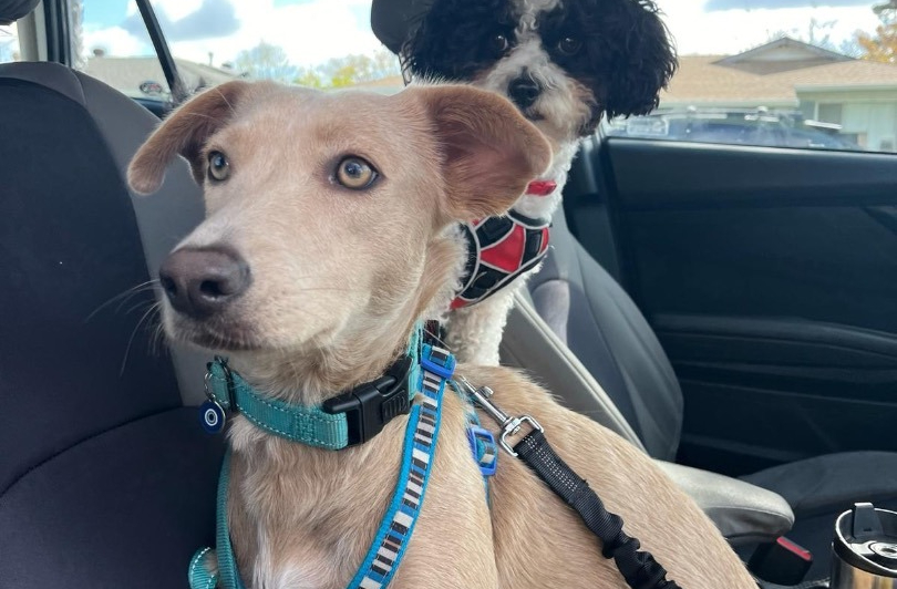 One Planet Rescue – One Planet | One Goal | One Rescue At A Time