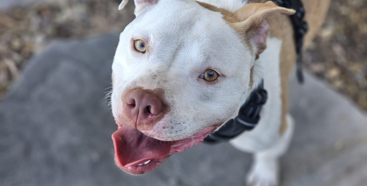 One Planet Rescue – One Planet | One Goal | One Rescue At A Time