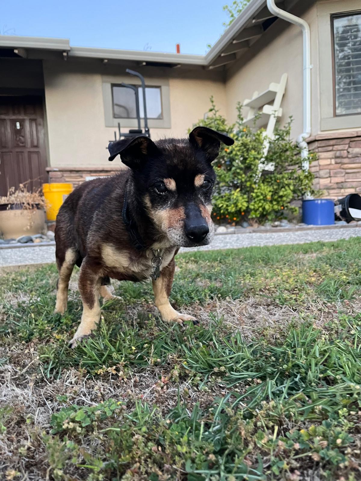 Henry – One Planet Rescue