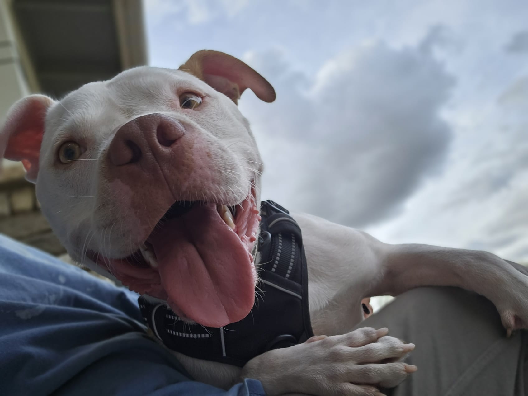 Georgie – One Planet Rescue