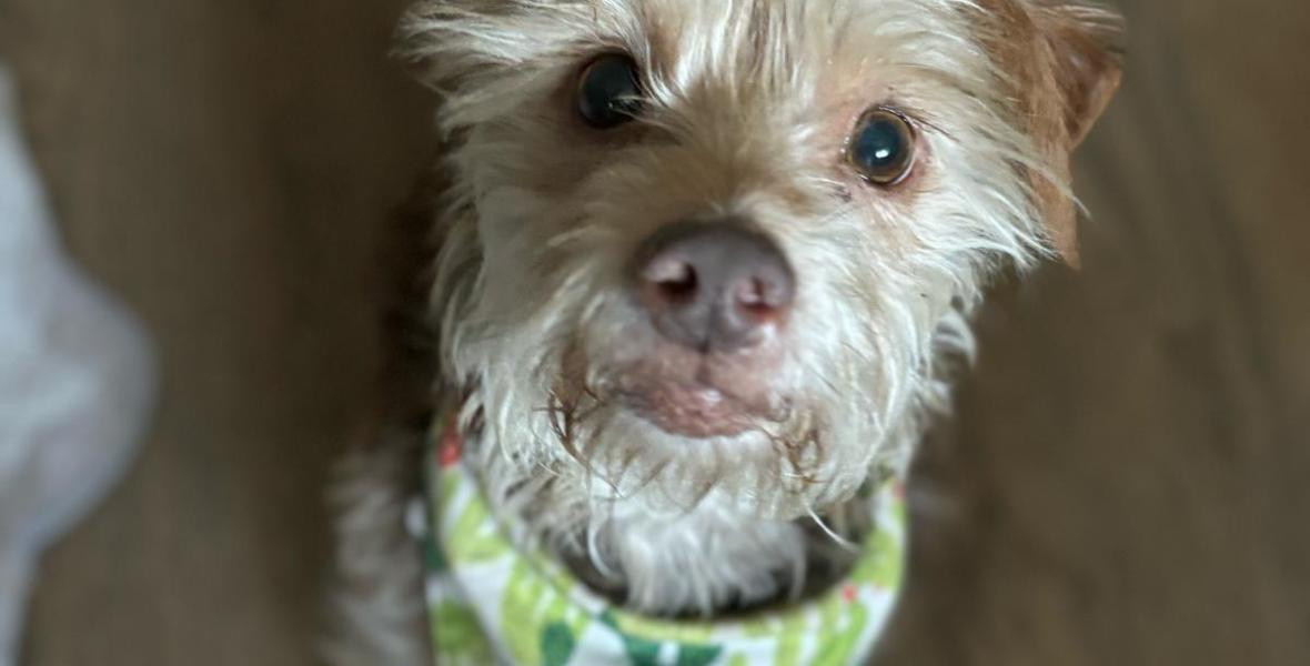 One Planet Rescue – One Planet | One Goal | One Rescue At A Time