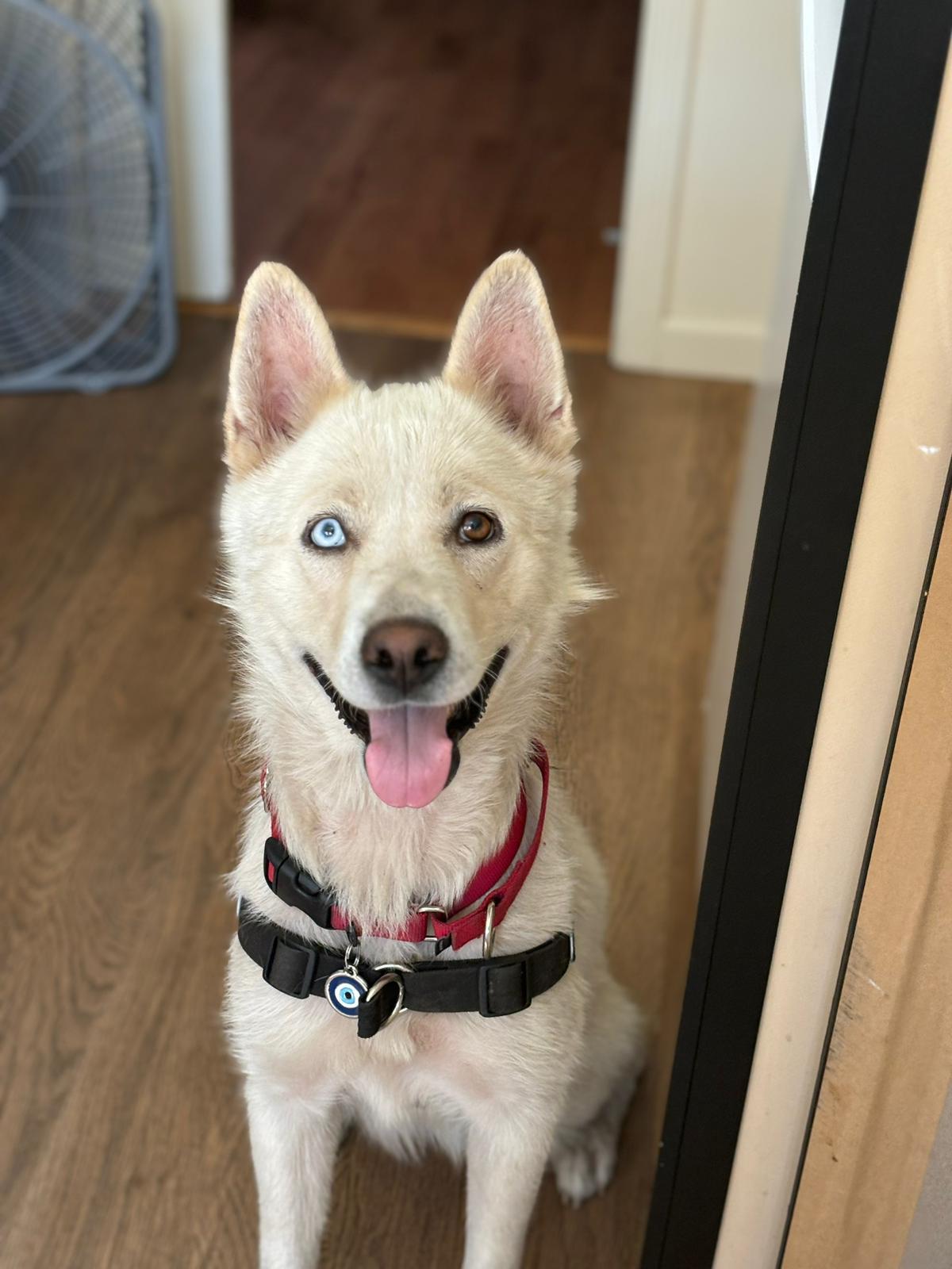 Piper – One Planet Rescue