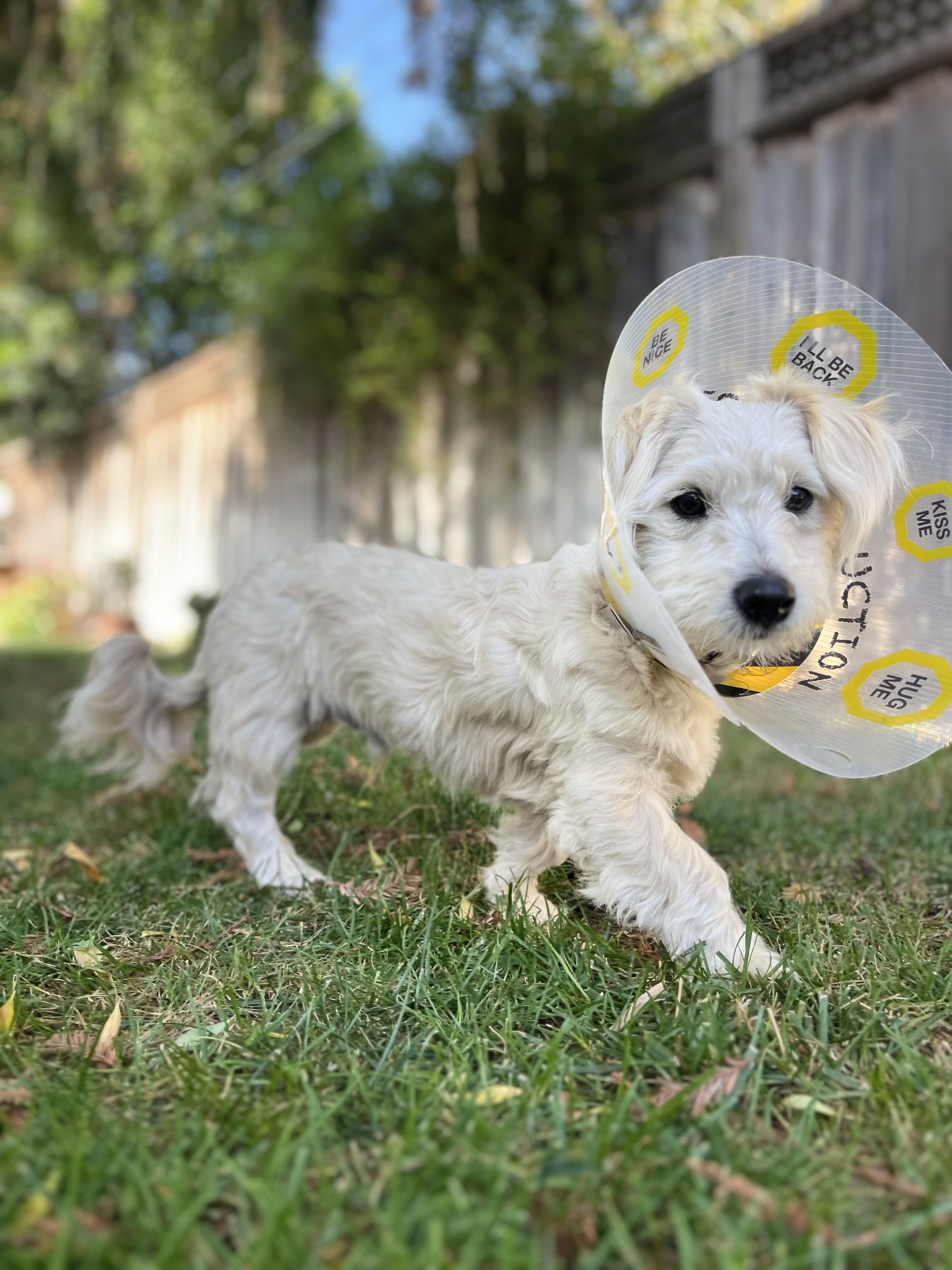 Brody – One Planet Rescue