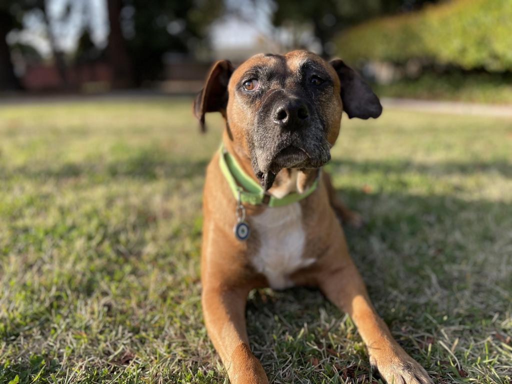 Maisie – One Planet Rescue