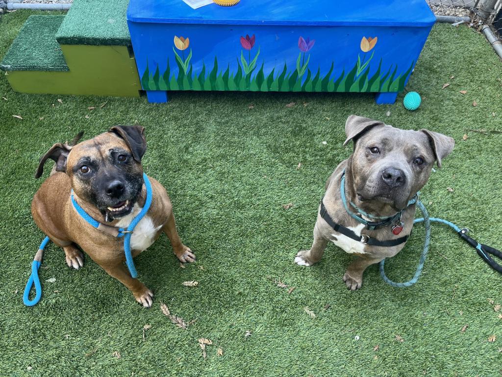 Maisie – One Planet Rescue