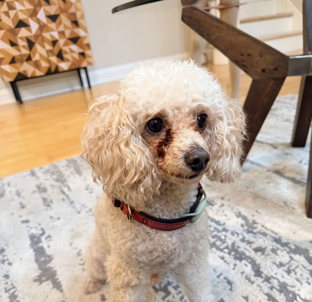 Adopt Me!: Archie – One Planet Rescue