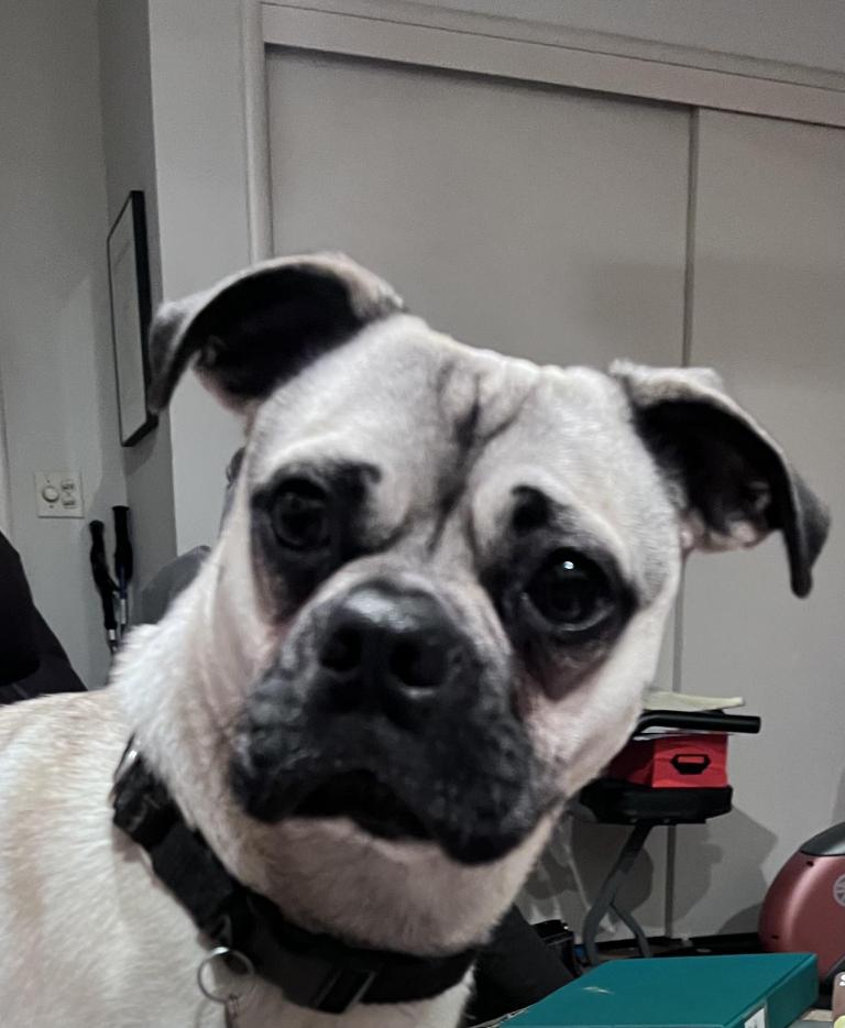Adopt Me!: Chato – One Planet Rescue
